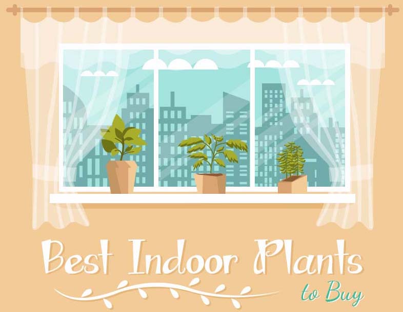 Best Indoor Plants to Buy